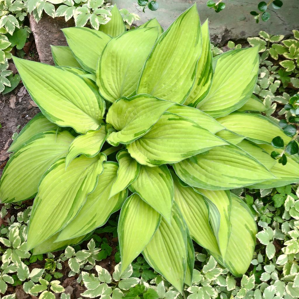Hosta Lipstick Kiss - Variété haute en couleurs à feuillage doré bordé ...