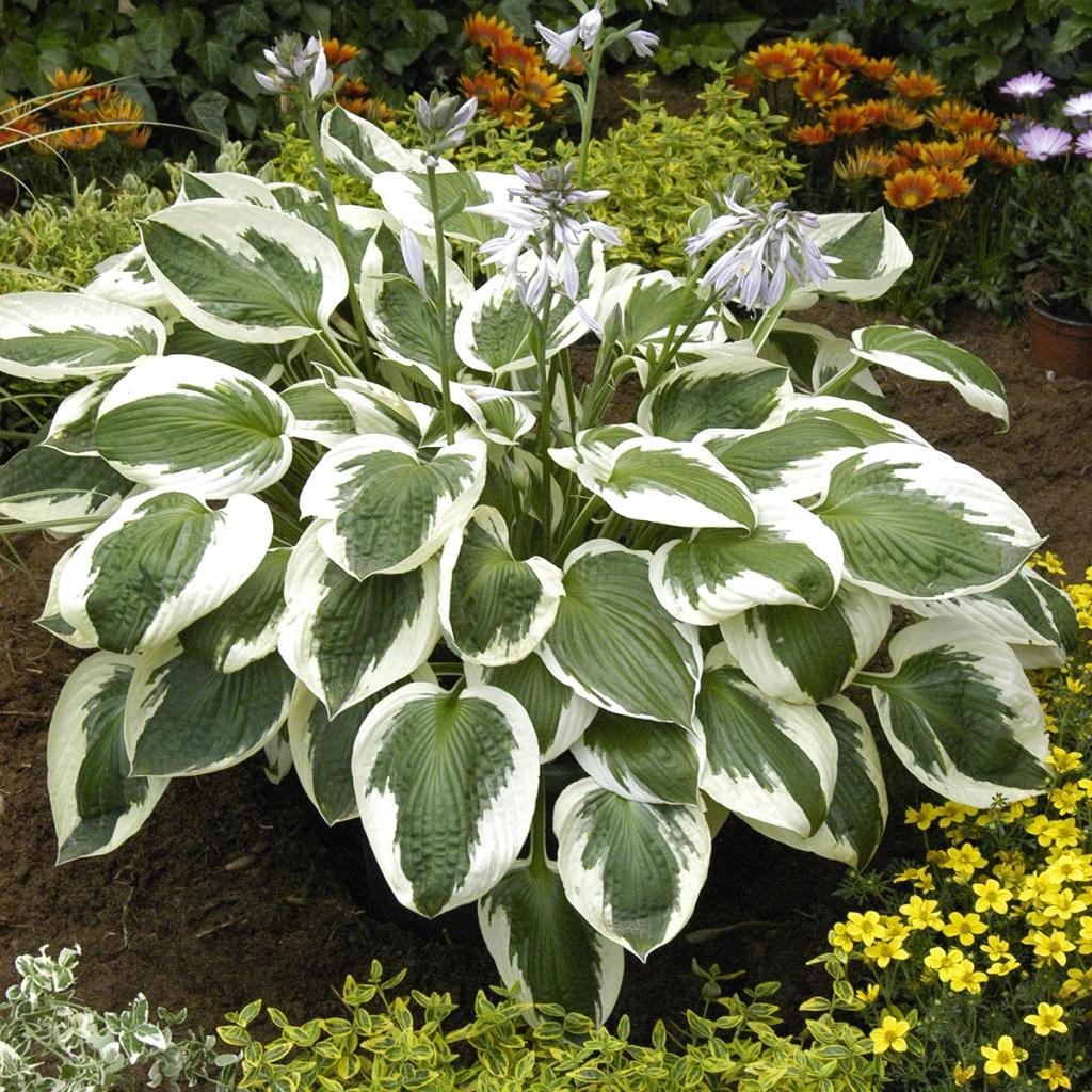 Hosta Minuteman - Une petite variété à feuillage vert marginé d'ivoire