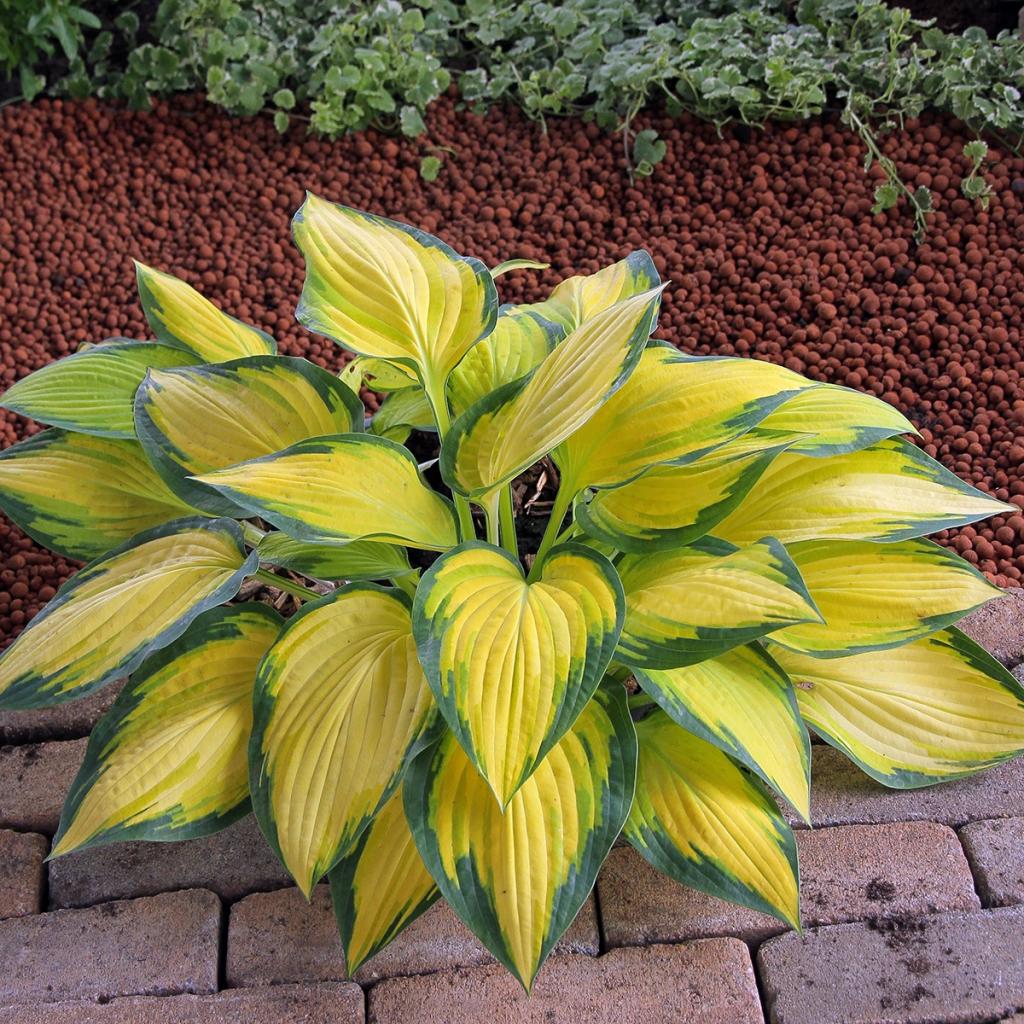 Hosta Orange Marmelade - Variété moyenne à feuillage panaché jaune ...