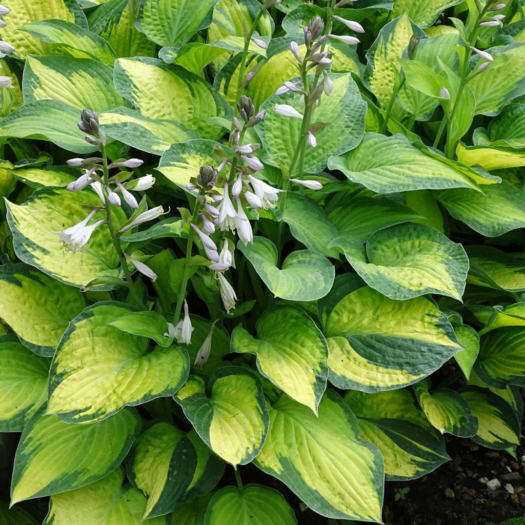 Hosta Paul's Glory - Un géant à feuillage vert chartreuse marginé de ...