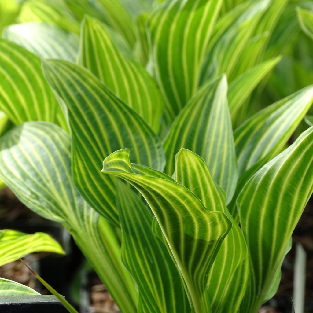 Hosta Siberian Tiger - Variété unique aux feuillage vert clair rayé de ...