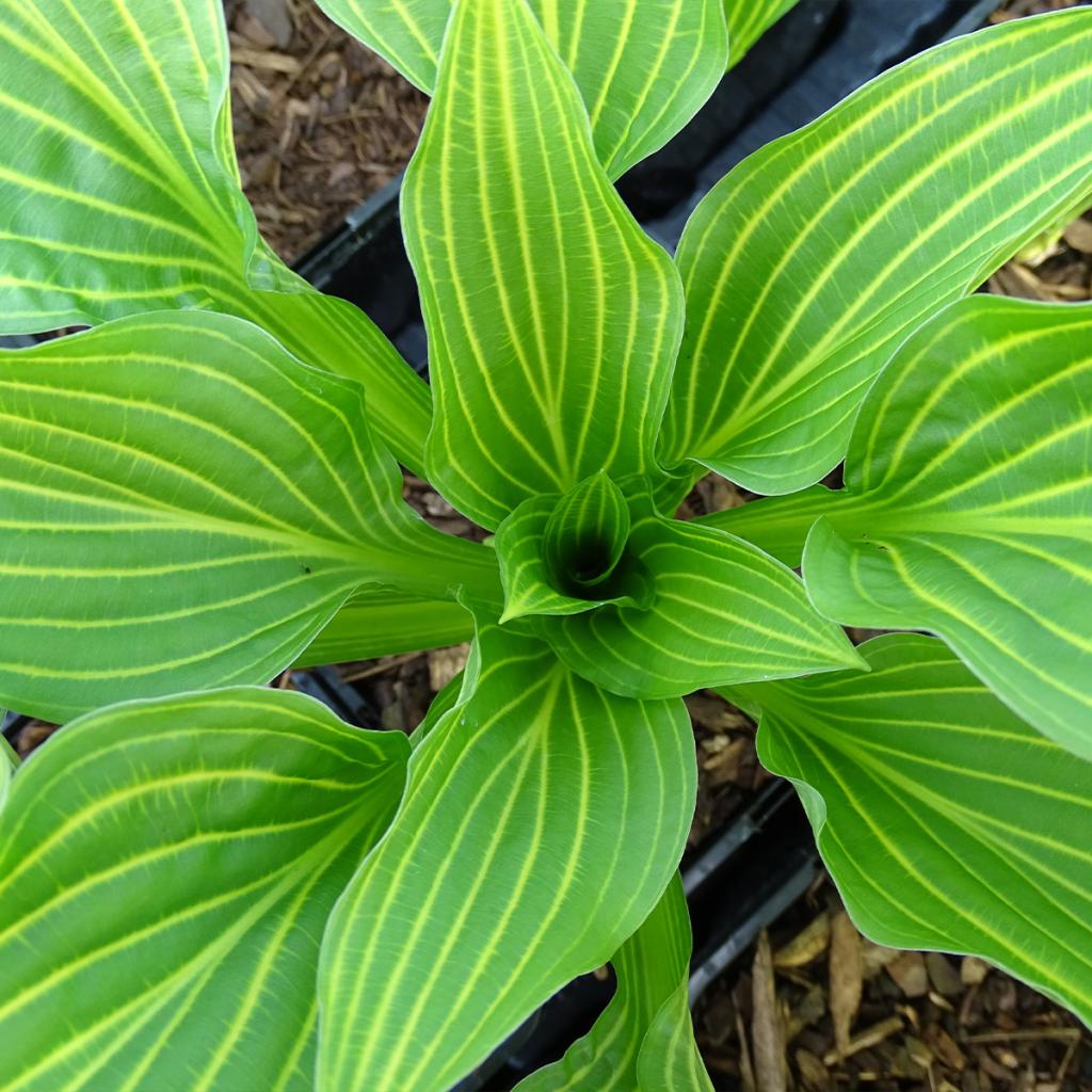 Hosta Siberian Tiger - Variété unique aux feuillage vert clair rayé de ...