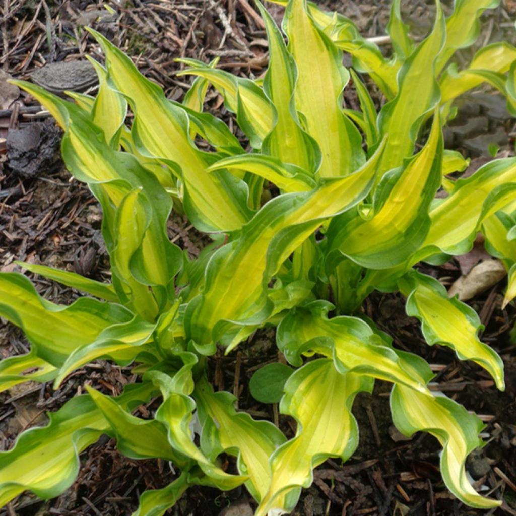 Hosta Sizzle - Petite vivace à feuillage panaché jaune et vert