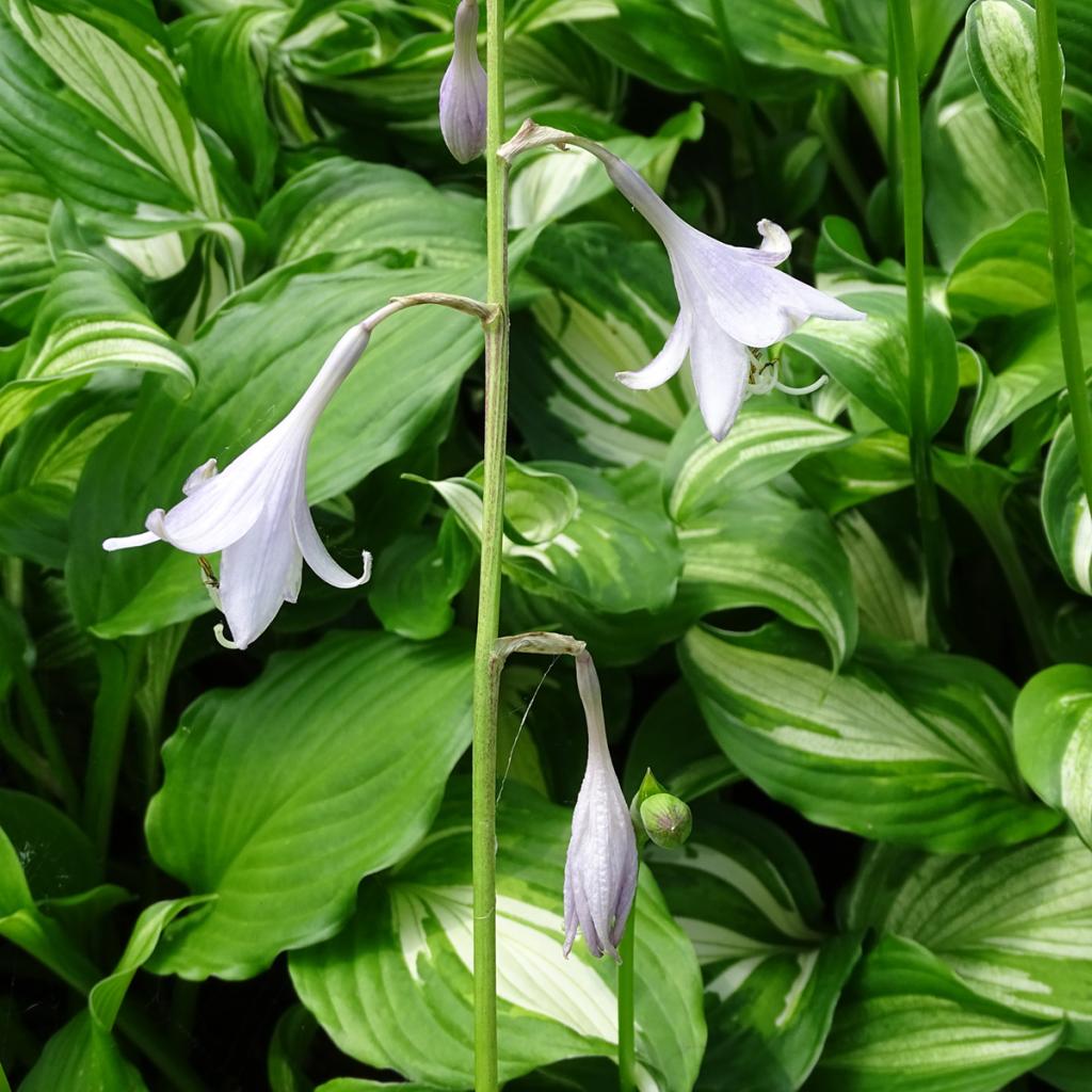Hosta undulata Mediovariegata - Un feuillage ondulé, blanc panaché de vert