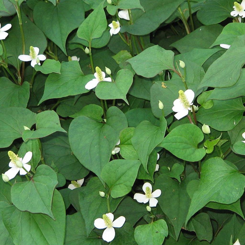 Houttuynia cordata - Poivre de Chine - Couvre-sol vivace pour lieu humide