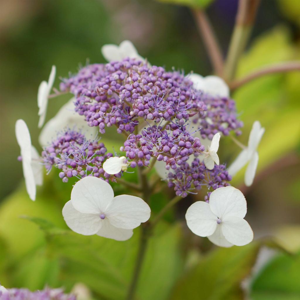 Hydrangea aspera Goldrush – Hortensia à feuillage doré et fleurs lavande