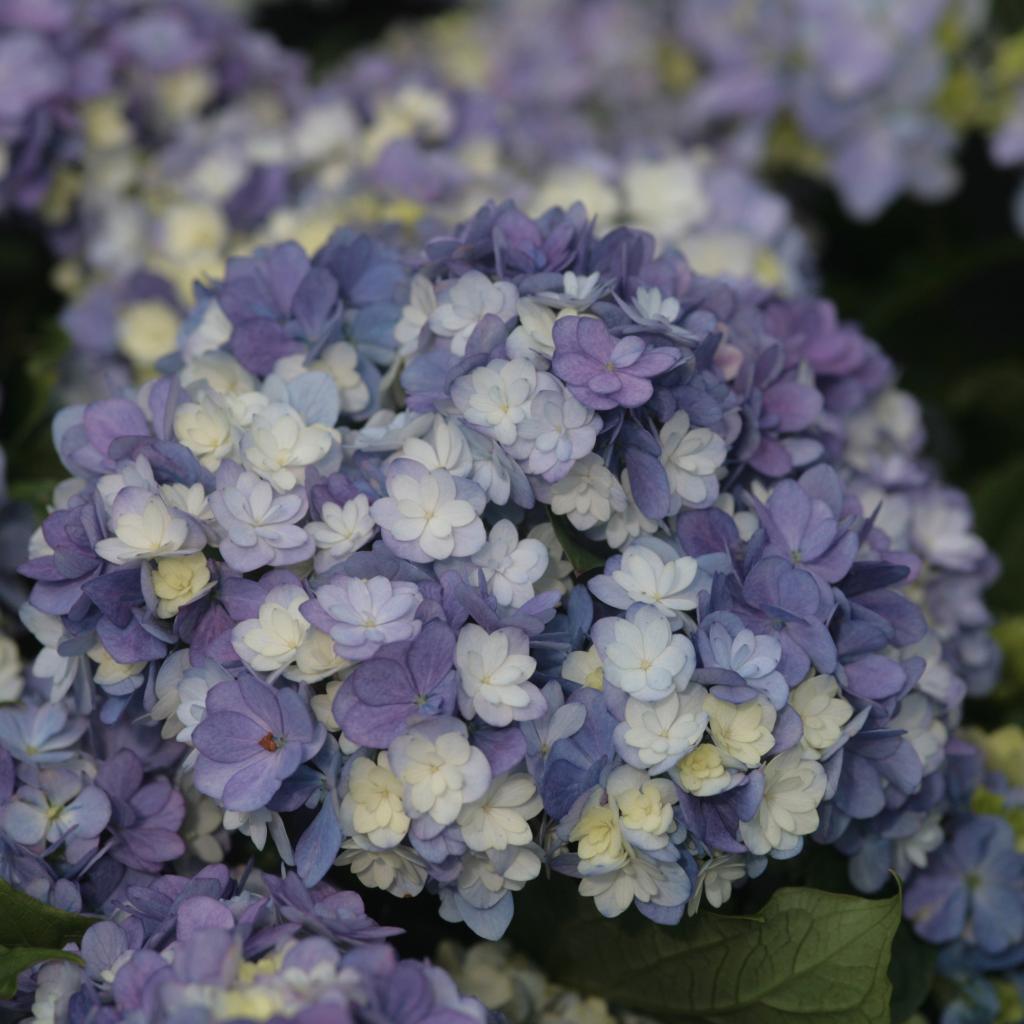 Hydrangea Tea Time Together - Hortensia à fleurons bleus et blancs