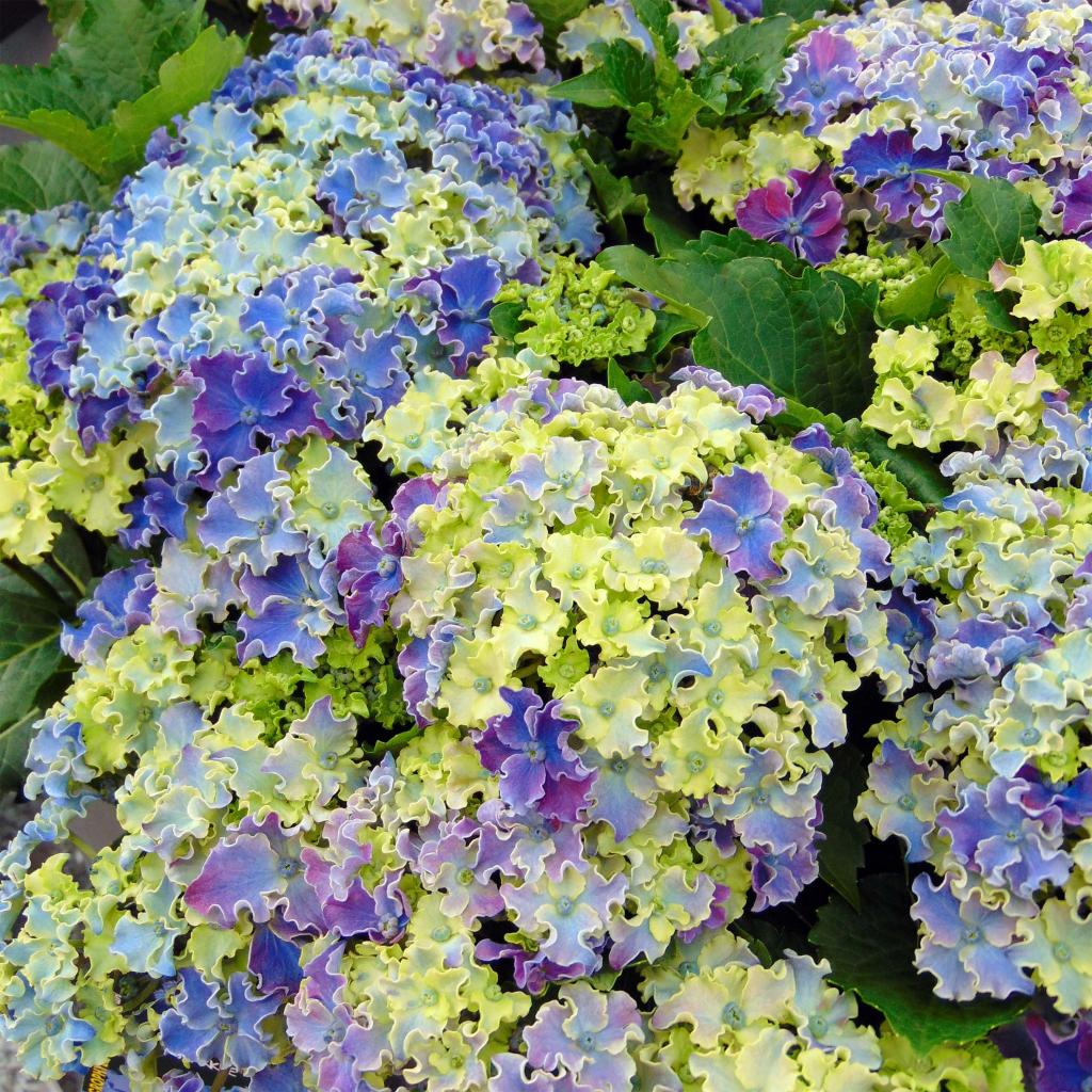 Hydrangea macrophylla Curly Sparkle Blue - Hortensia à fleurs bleu-violacé