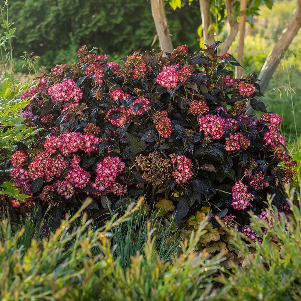 Hydrangea macrophylla Eclipse - Hortensia aux feuilles poupre chocolat ...