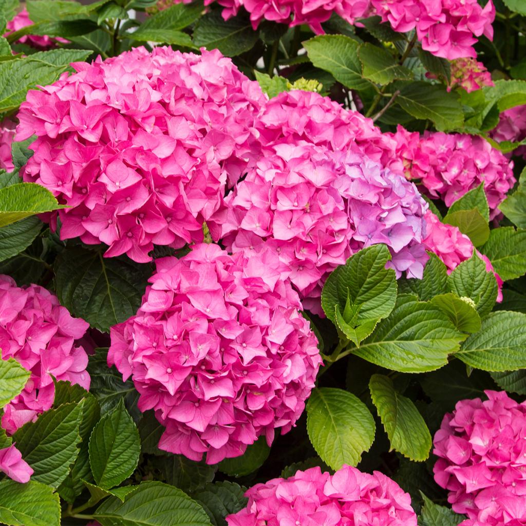Hydrangea macrophylla Freudenstein - Hortensia boule à fleurs rose vif