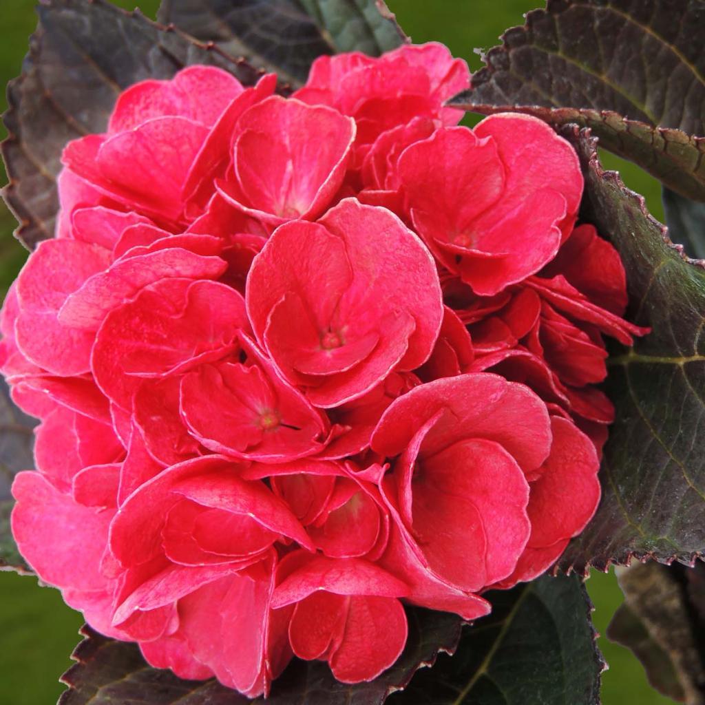 Hydrangea macrophylla Julisa - Hortensia vif à fleurs rouge-pourpre