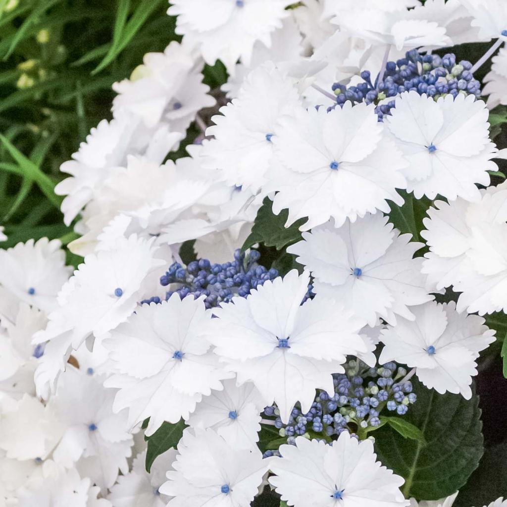 Hydrangea macrophylla Koria - Hortensia aux pétales blanc pur dentelés ...