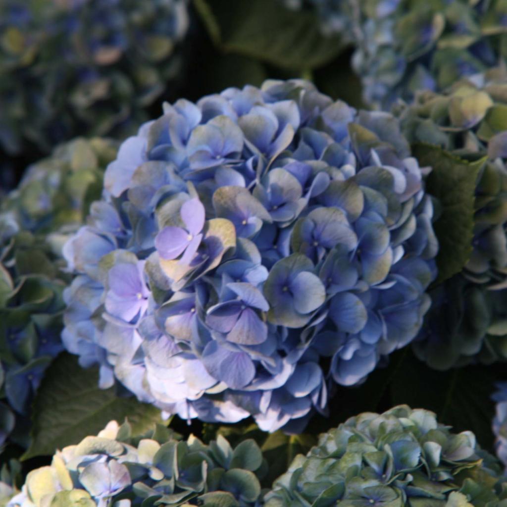 Hydrangea macrophylla Mathilde Gutges - Hortensia florifère bleu foncé