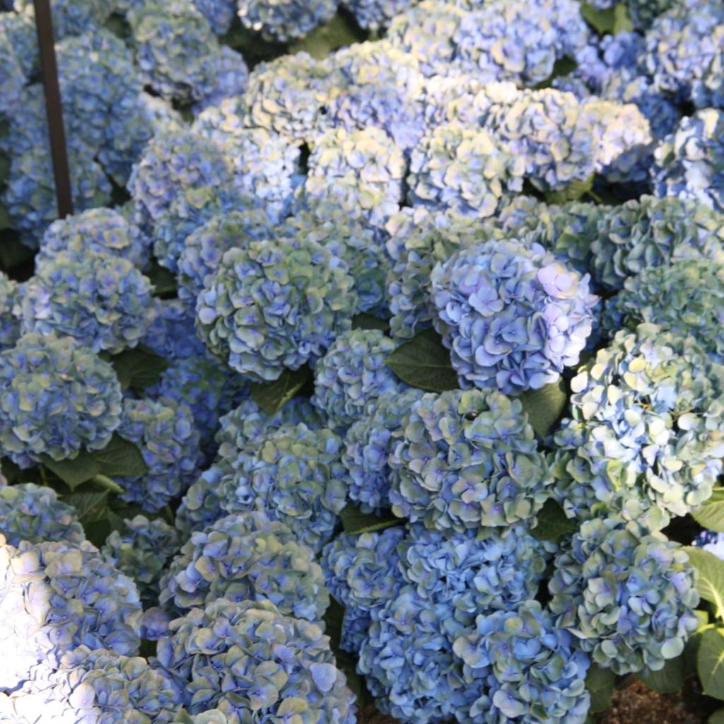 Hydrangea macrophylla Mathilde Gutges - Hortensia florifère bleu foncé