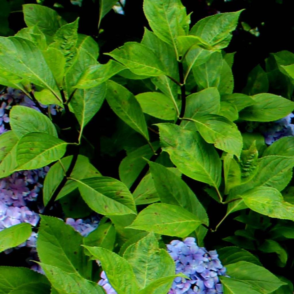 Hydrangea macrophylla Nigra – Hortensia à bois noir, fleurs roses ou bleues