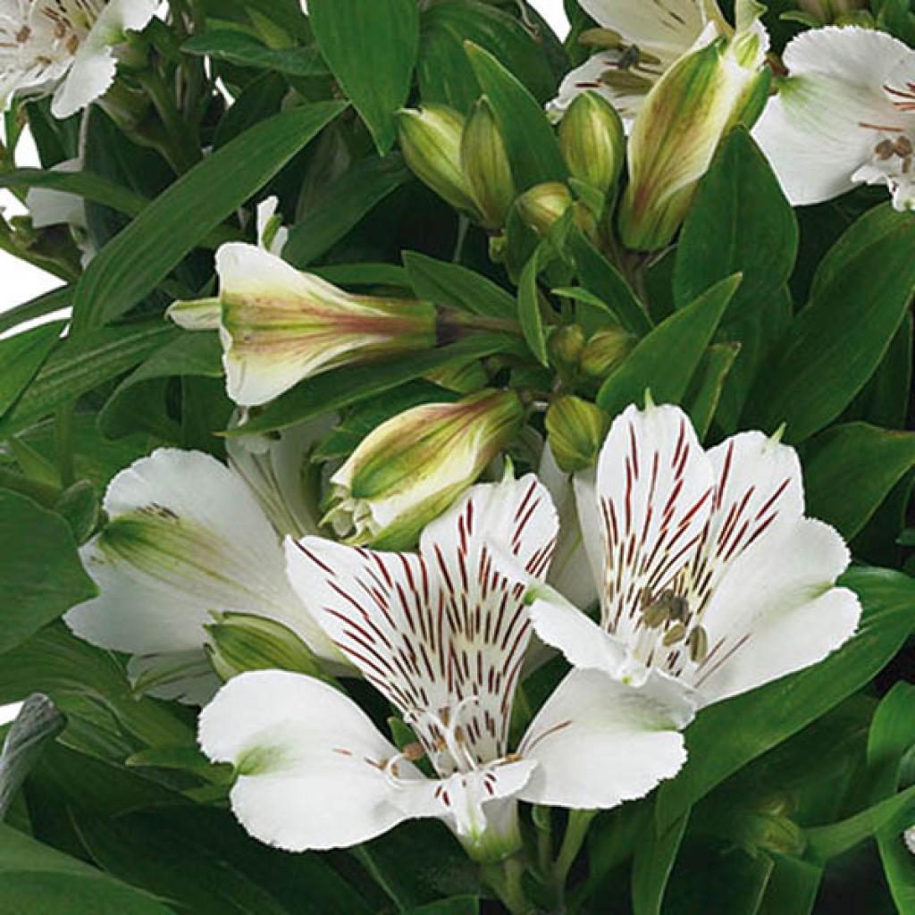Alstroemeria Inticancha Magic White - Lis des Incas à fleur blanc pur ...
