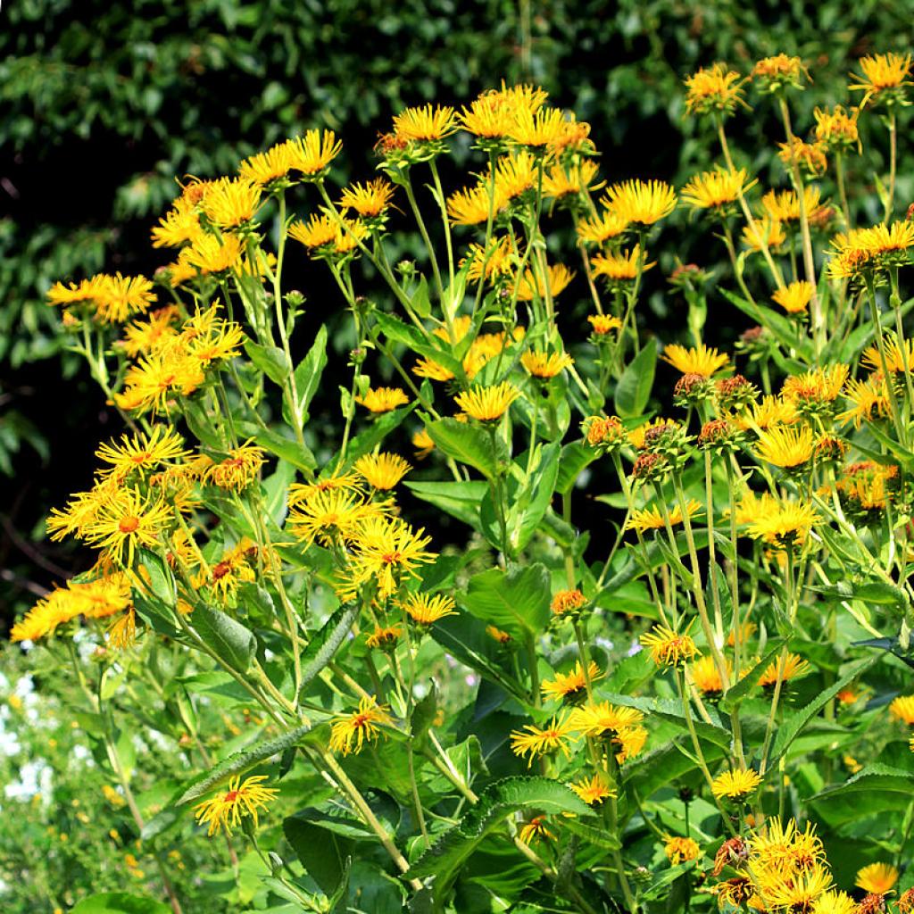Inula helenium - Grande Aunée - Vivace à grande feuilles et fleurs jaunes