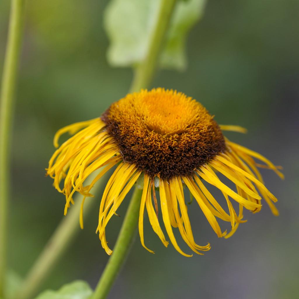 Inula magnifica - De grandes feuilles et fleurs de marguerites jaune d'or