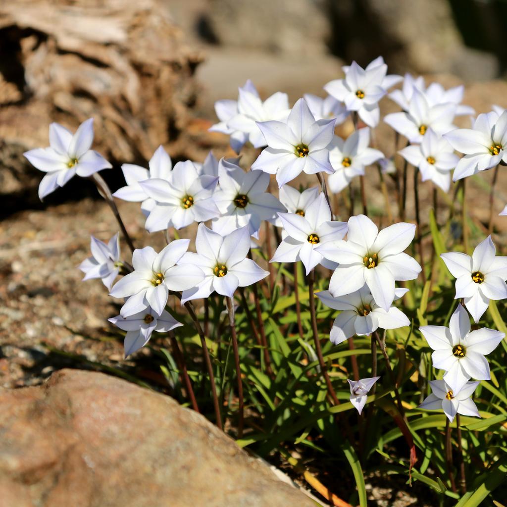 Ipheion uniflorum White Star - Etoile de printemps - un bulbe ...
