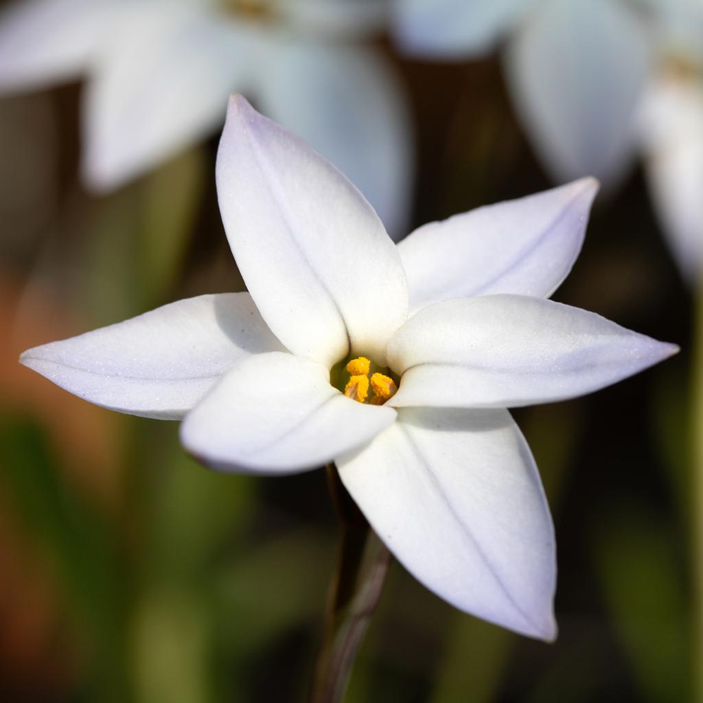 Ipheion uniflorum White Star - Etoile de printemps - un bulbe ...