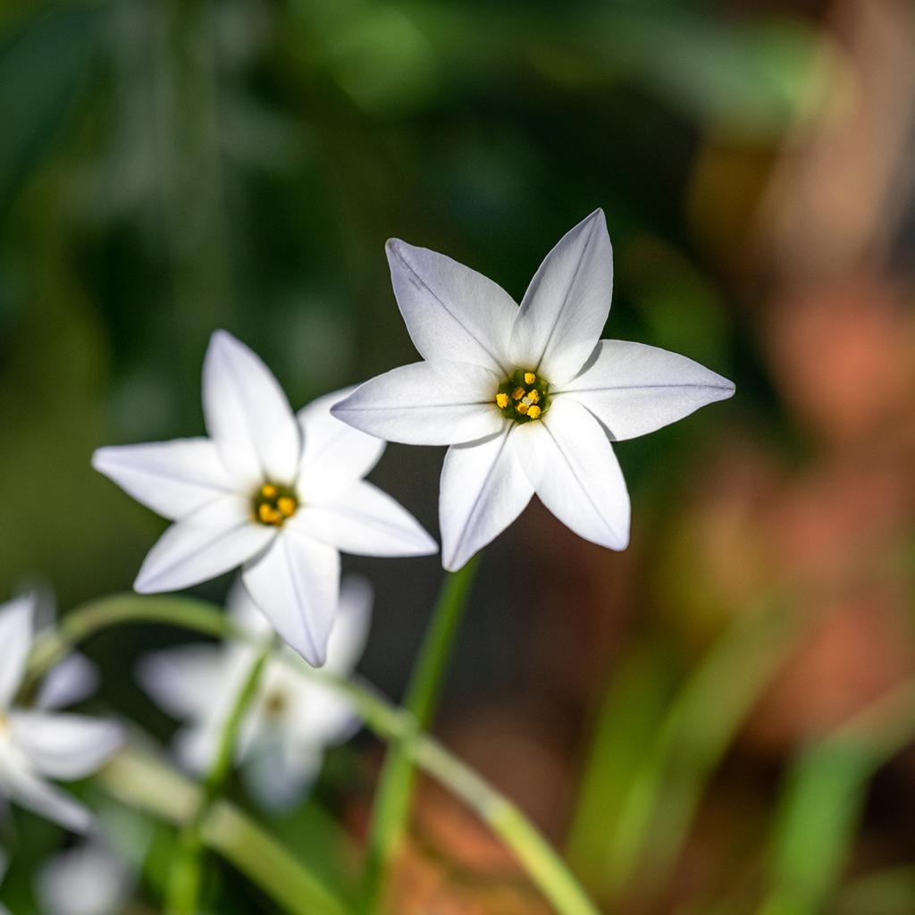 Ipheion uniflorum White Star - Etoile de printemps - un bulbe ...