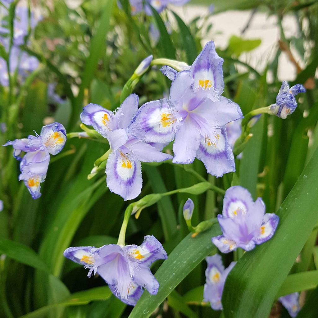 Iris confusa Martyn Rix - Iris bambou à fleurs bleu-mauve