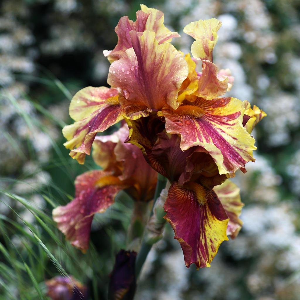 Iris Crimson Tiger - Iris des Jardins strié de rouge foncé sur fond ...