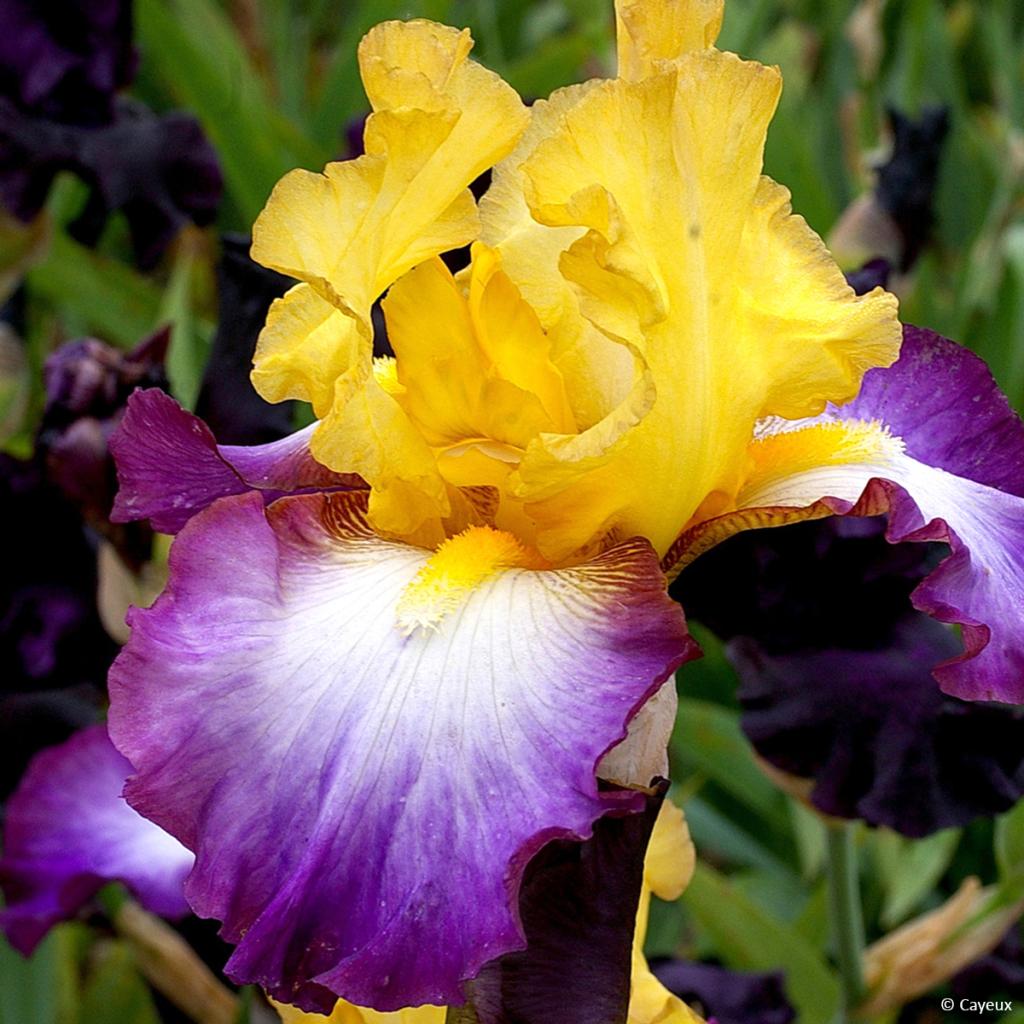 Iris germanica Gérard Brière - Iris des Jardins bicolore jaune ambre et ...