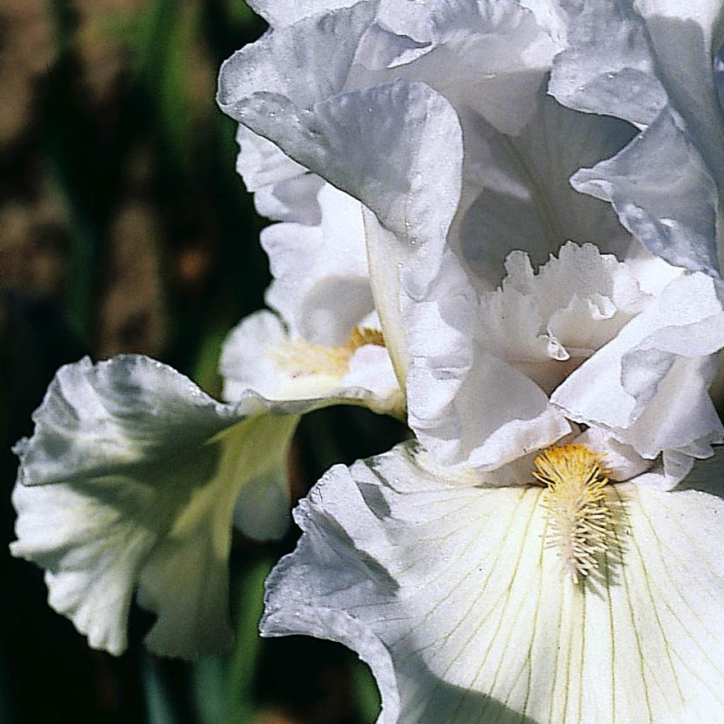 Iris germanica Ré la Blanche - Iris des Jardins blanc-bleuté devenant ...