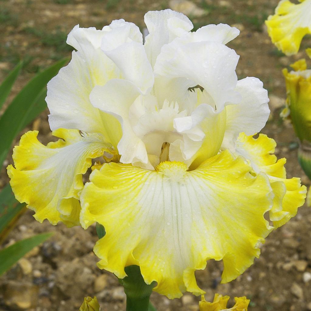 Iris germanica Smiling Faces - Iris des Jardins bicolore blanc et jaune ...
