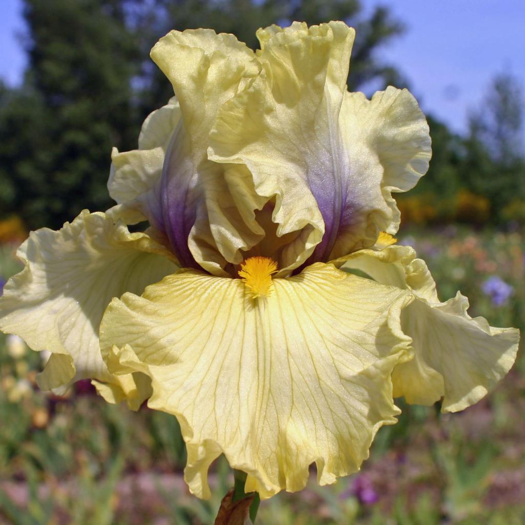 Iris germanica Trade Secret - Iris des Jardins jaune chartreux nervuré ...