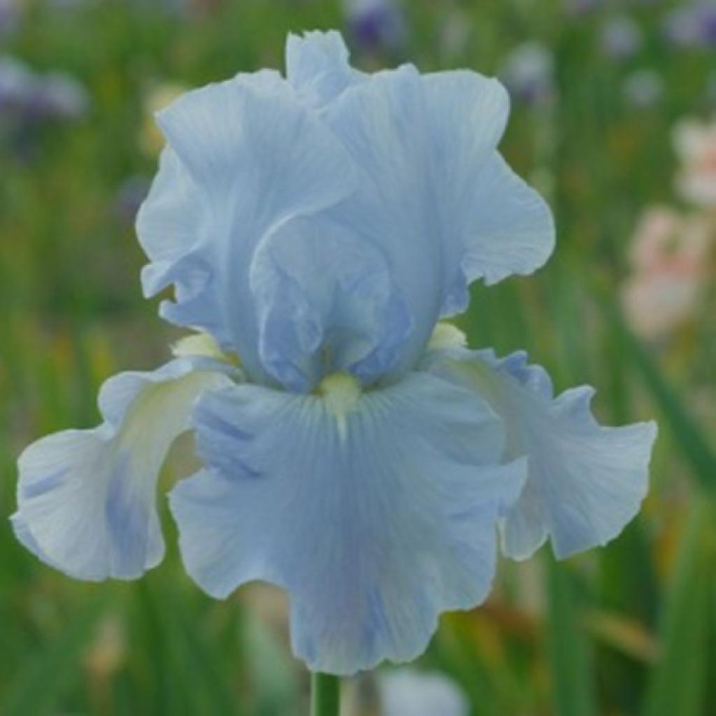 Iris germanica Navajo Jewel une variété d'iris des Jardins bleu azur ...