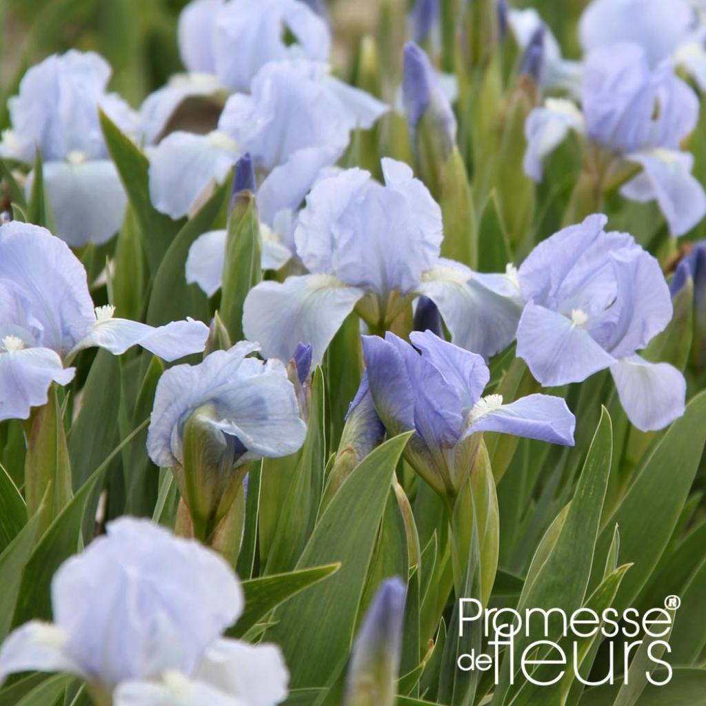 Iris pumila Blue Denim - Lilliput - Iris des Jardins bleu clair, nain