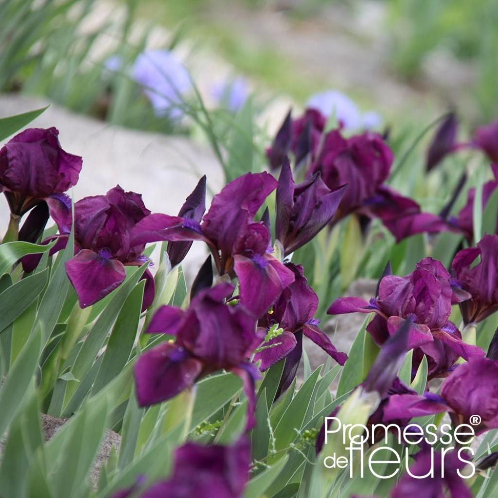 Iris pumila Cherry Garden - Lilliput - Iris des Jardins rouge bordeaux ...