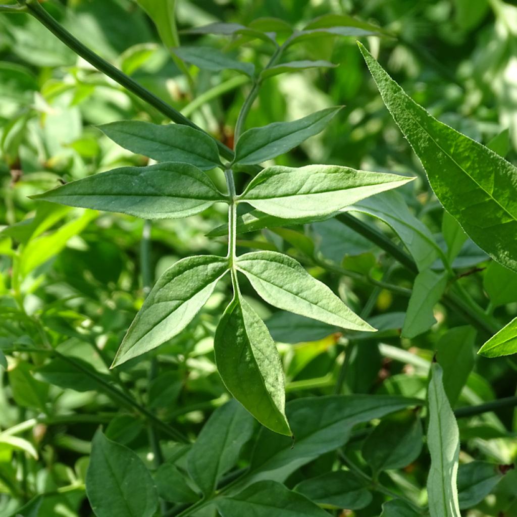 Jasminum officinale - Jasmin blanc, officinal – Caduque à fleurs blanches