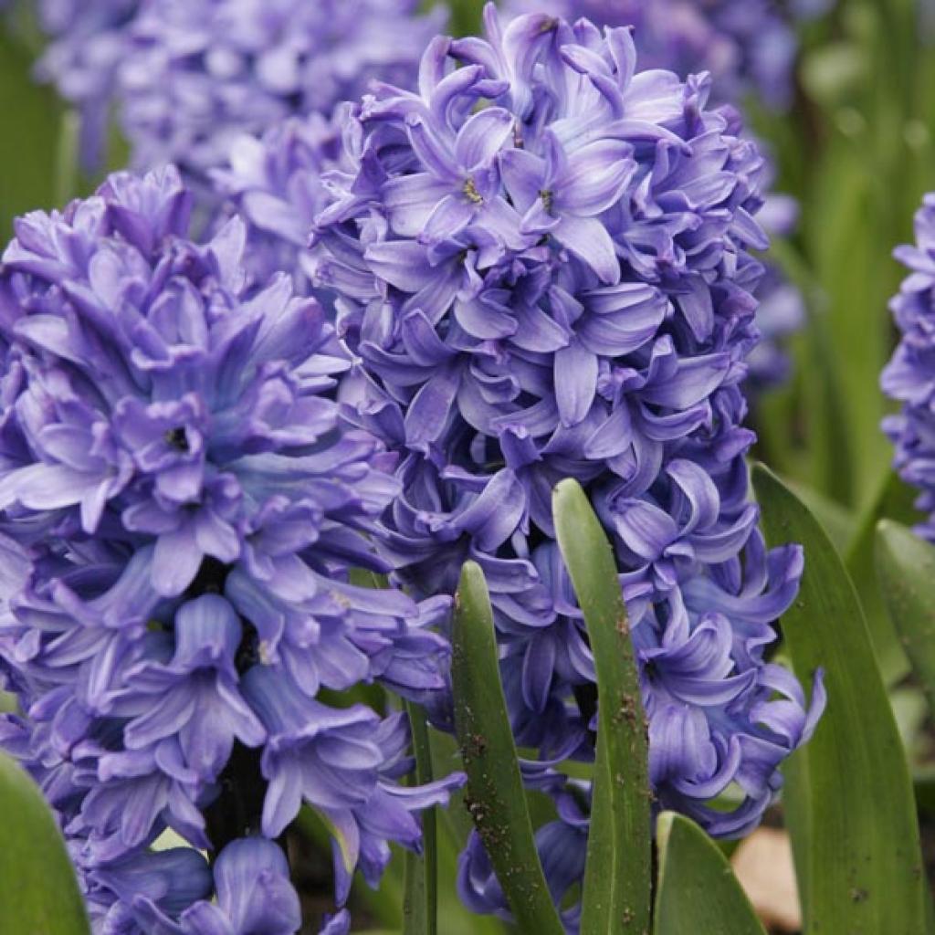 Jacinthe Delft Blue - Hyacinthus orientalis - Bulbeuse rustique, aux ...