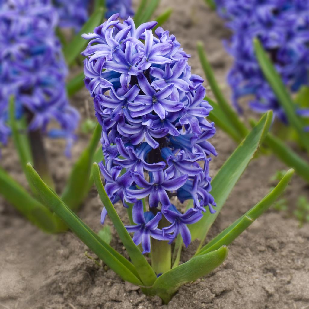 Jacinthe Delft Blue - Hyacinthus orientalis - Bulbeuse rustique, aux ...