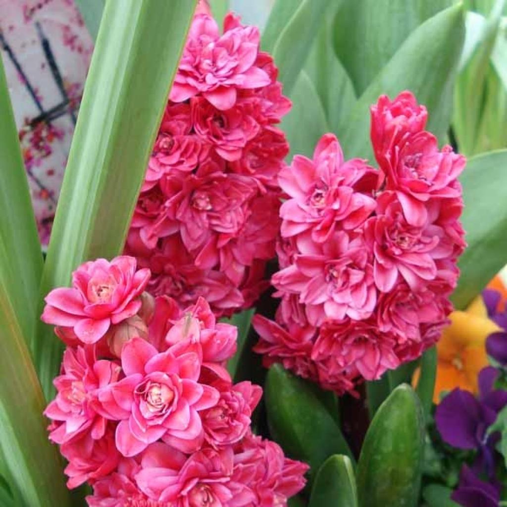 Jacinthe double Hollyhock - Hyacinthus (x) orientalis