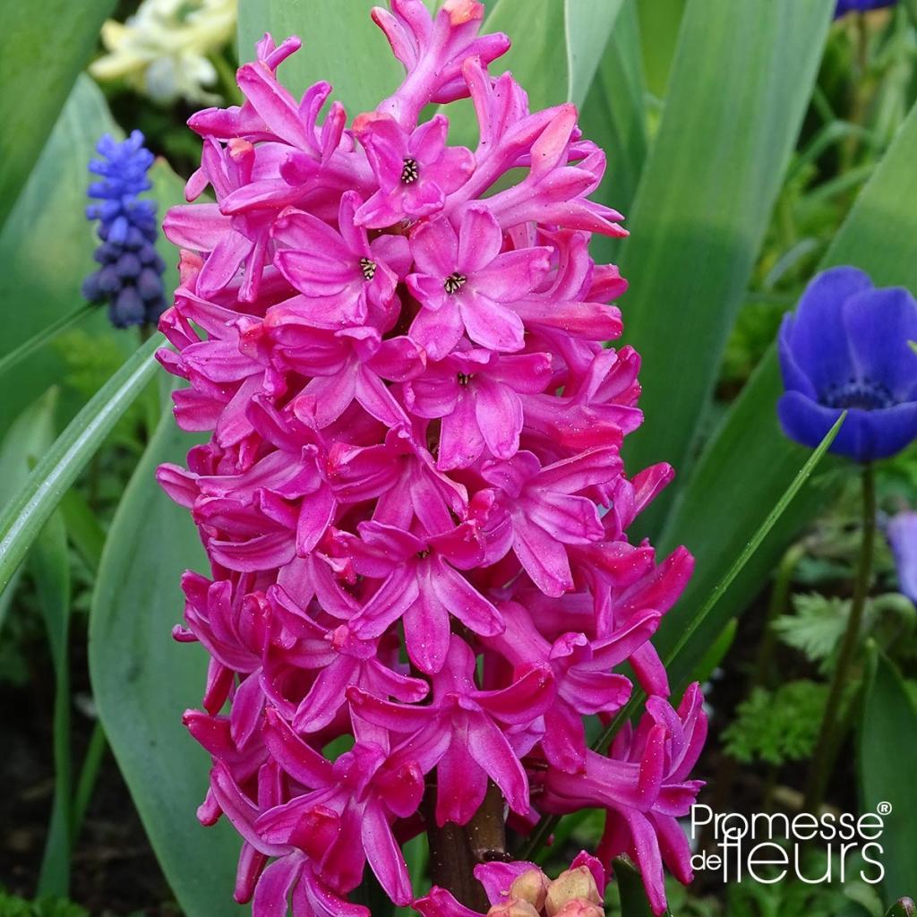 Jacinthe Jan Bos - Hyacinthus (x) orientalis - Variété précoce, très ...