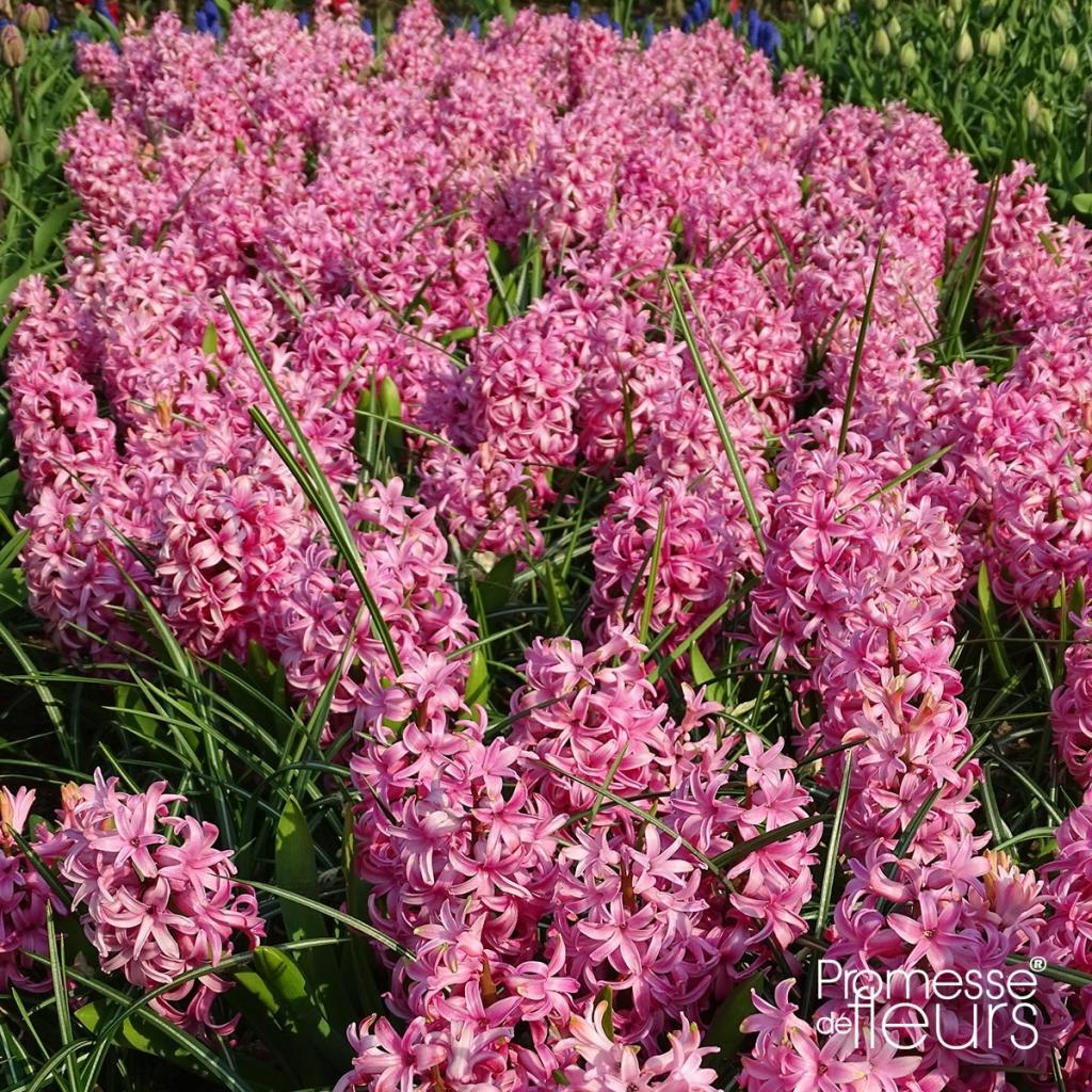 Jacinthe Pink Pearl - Hyacinthus orientalis - Bulbe à fleurs simples de ...