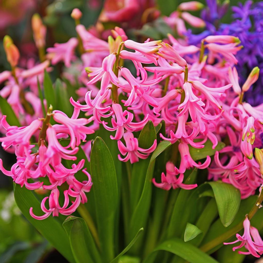 Jacinthe Pink Pearl - Hyacinthus orientalis - Bulbe à fleurs simples de ...