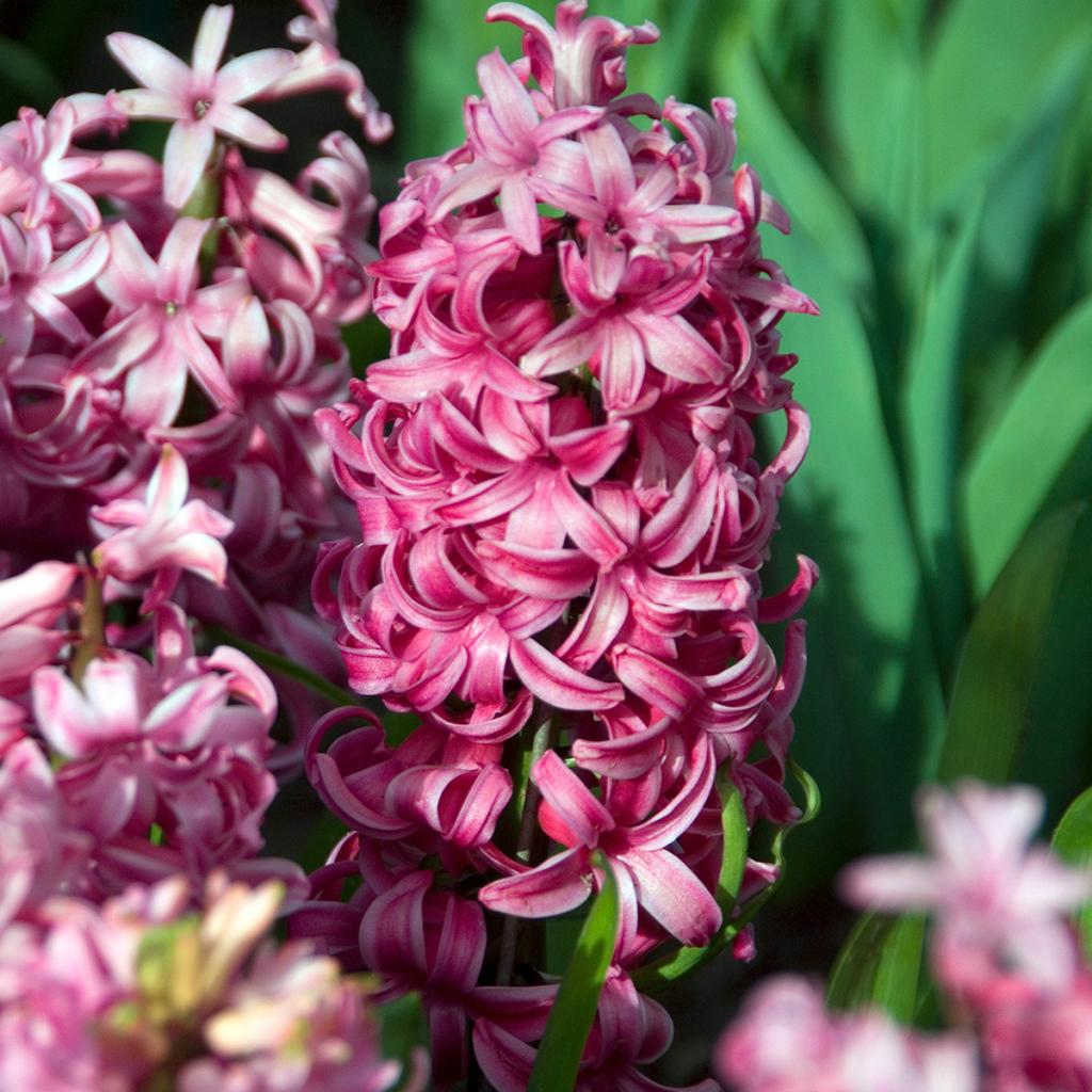 Jacinthe Pink Pearl - Hyacinthus orientalis - Bulbe à fleurs simples de ...