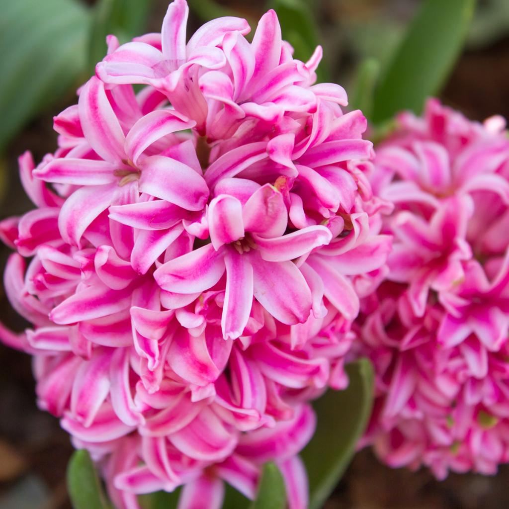 Jacinthe Pink Pearl - Hyacinthus orientalis - Bulbe à fleurs simples de ...
