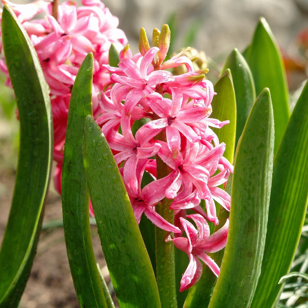 Jacinthe Pink Pearl - Hyacinthus orientalis - Bulbe à fleurs simples de ...