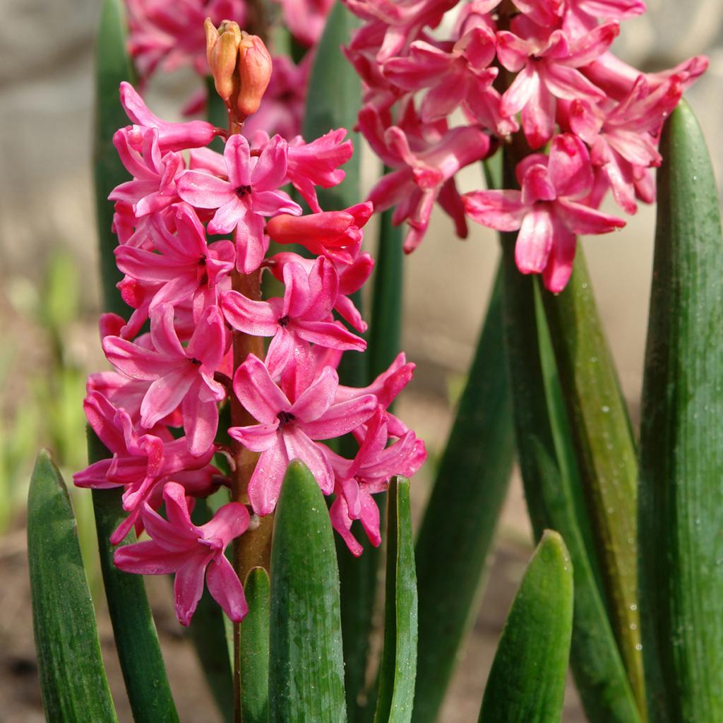 Jacinthe Pink Pearl - Hyacinthus orientalis - Bulbe à fleurs simples de ...