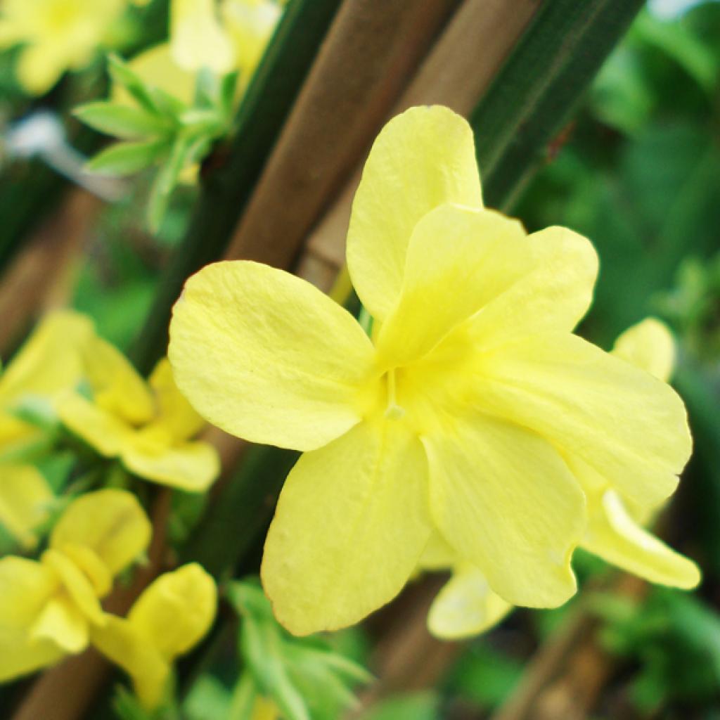 Jasmin d'hiver - Jasminum nudiflorum, grimpante à fleurs jaune beurre