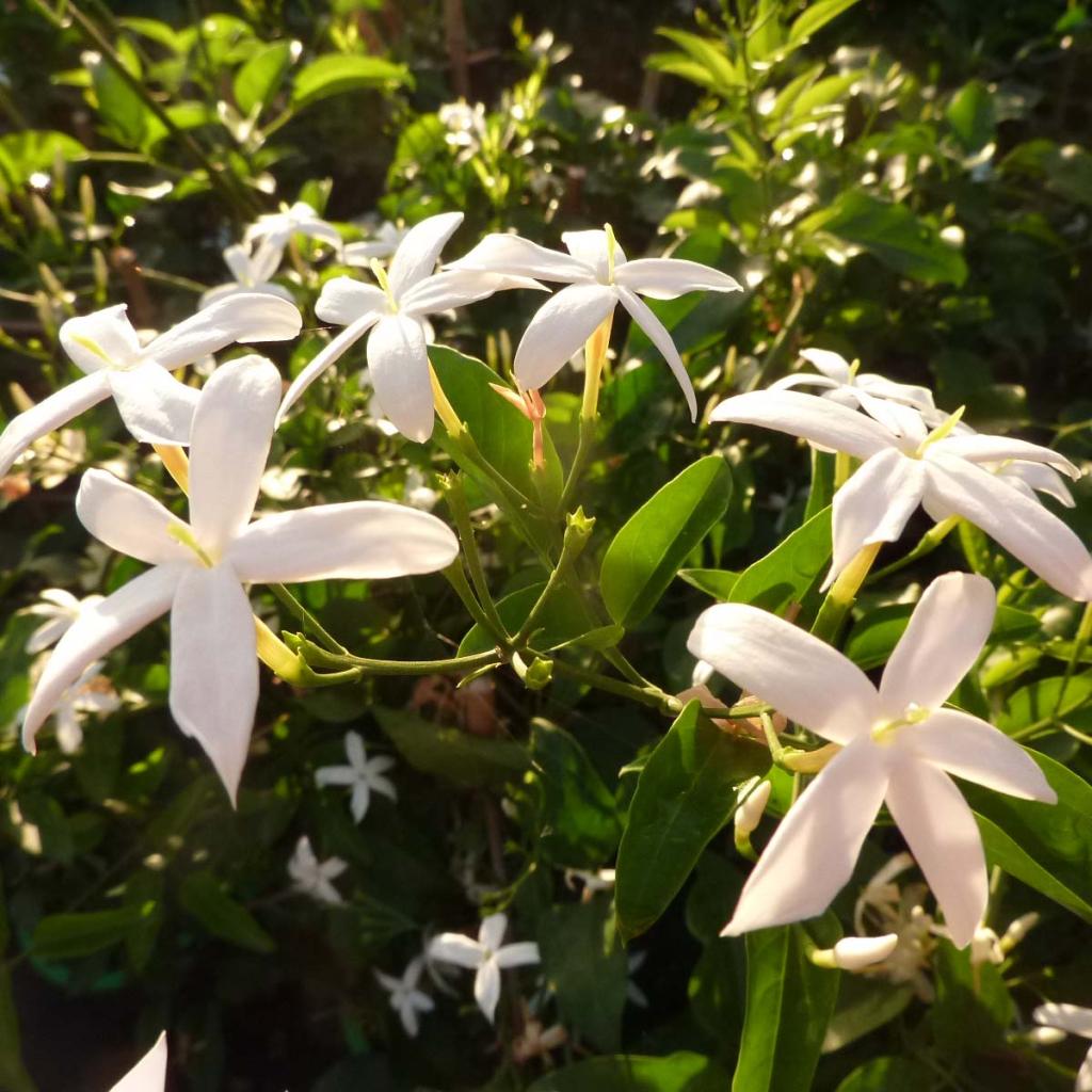 Jasminum azoricum - Jasmin des Açores à fines fleurs blanches parfumées