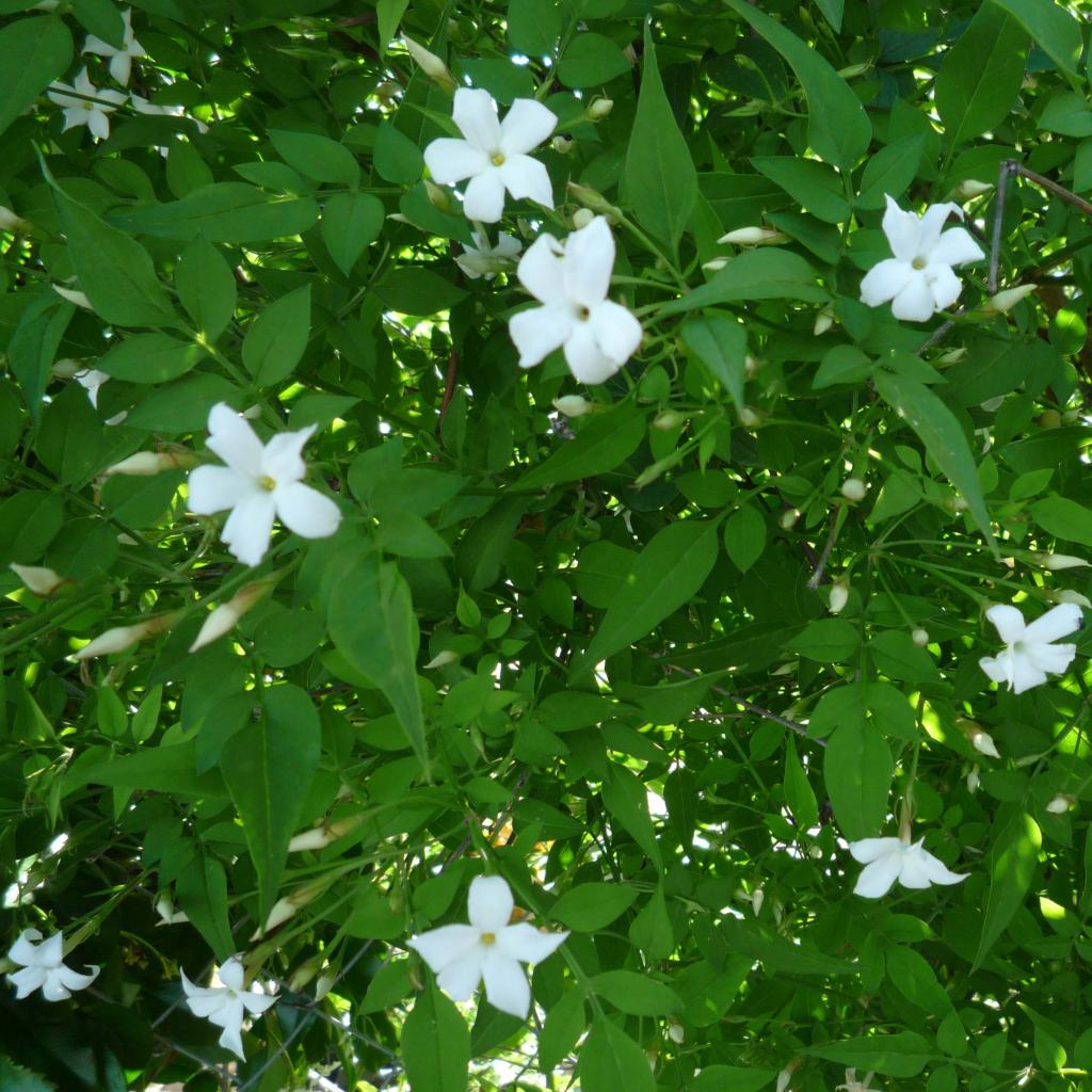 Jasminum officinale - Jasmin blanc, officinal – Caduque à fleurs blanches
