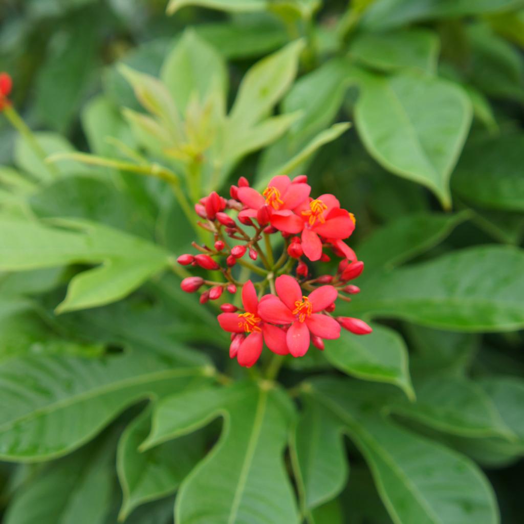 Jatropha integerrima - Jatropha fleur - Euphorbiaceae - Arbuste exotique
