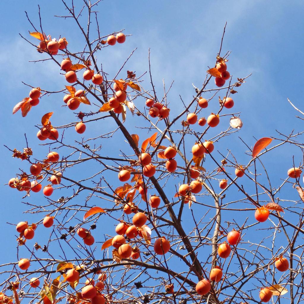Diospyros kaki Costata - Plaqueminier aux kakis orange sans pépins